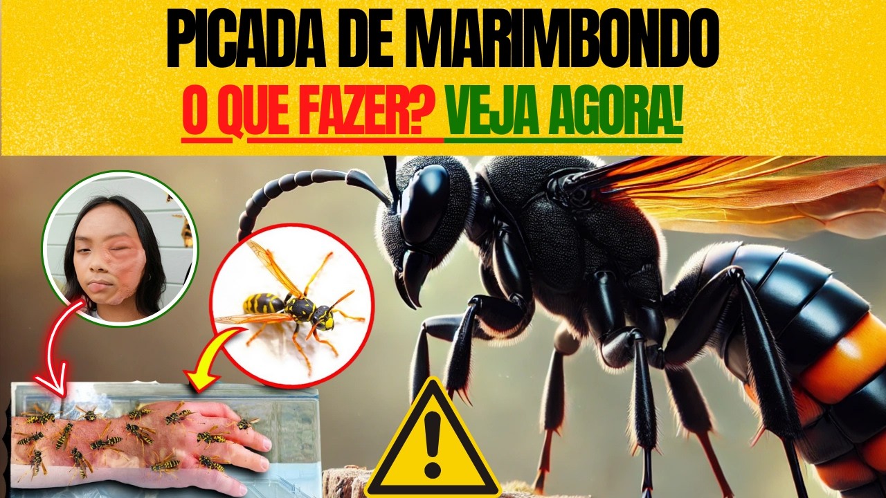 Picada de Marimbondo: o que fazer? quanto tempo dura? e sintomas? VEJA ...