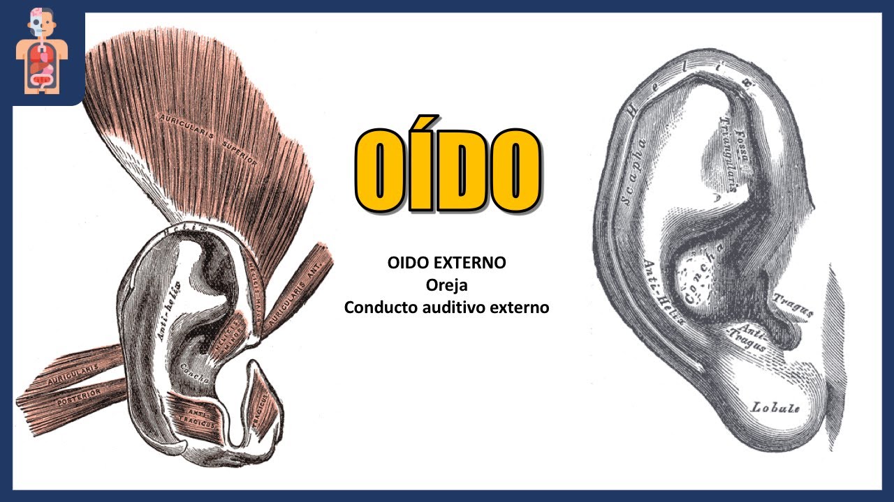 ANATOMÍA - OÍDO EXTERNO (OREJA Y CONDUCTO AUDITIVO EXTERNO) - YouTube