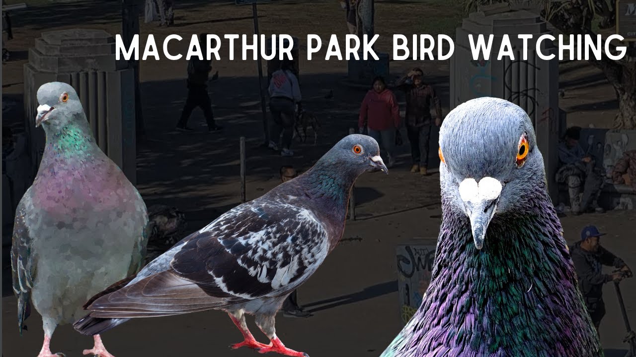 Night time bird watching in Los Angeles - YouTube