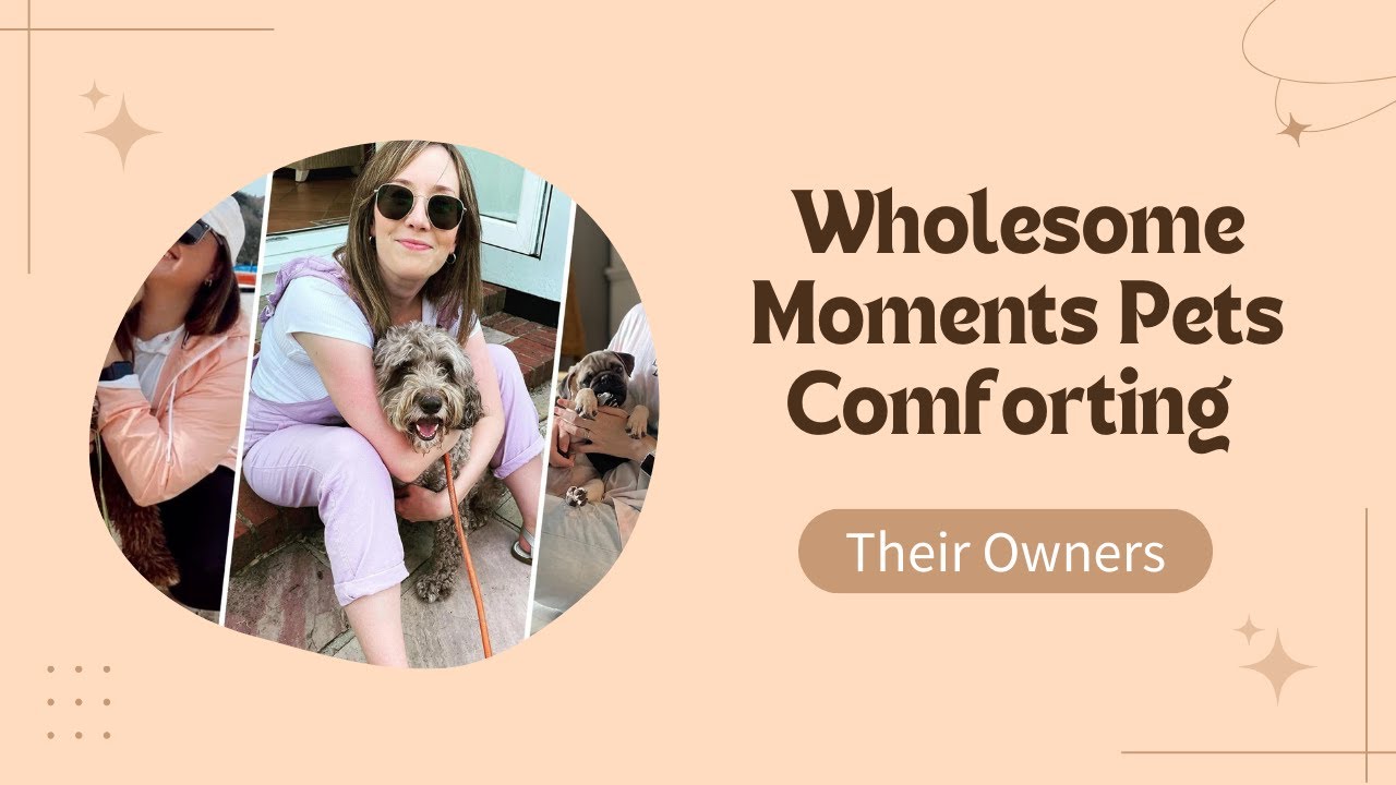 Wholesome Moments: Pets Comforting Their Owners - YouTube