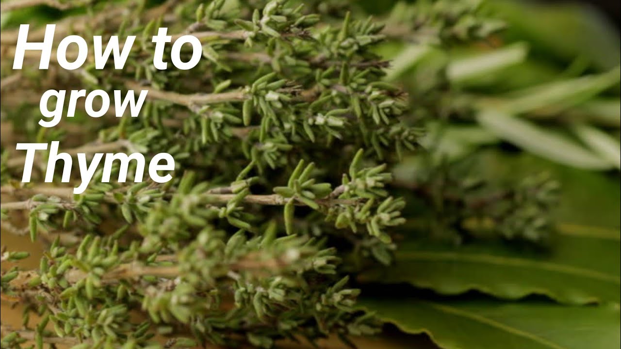 How to grow thyme \ Thyme planting guide - YouTube