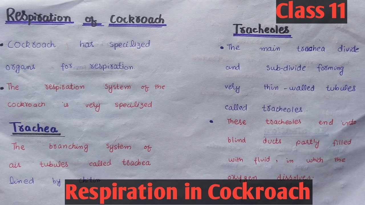 Respiration in Cockroach||Class 11||Chapter#13||easy leactures by zaib - YouTube