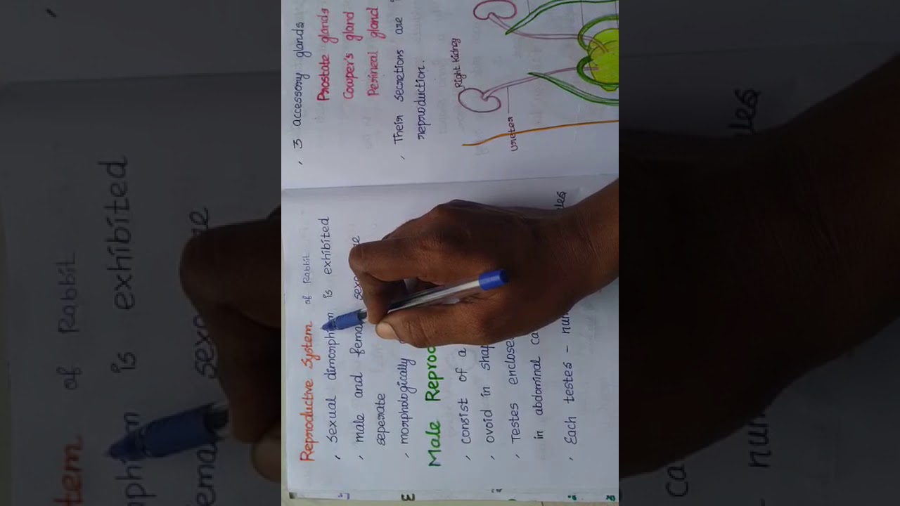 Structural organization of Rabbit- Male Reproductive system - YouTube