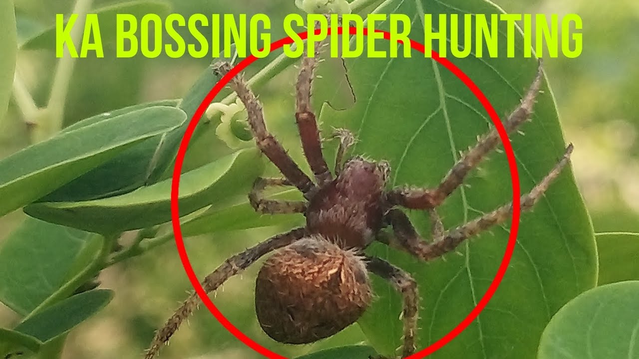 ka bossing spider hunting kahit ma ulan samahan nyo ako sa Pag hunt ...
