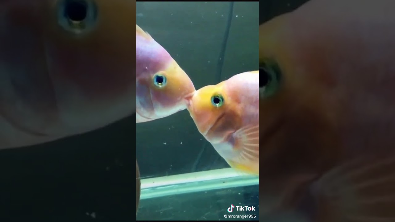 Fishes that kiss togethere - YouTube