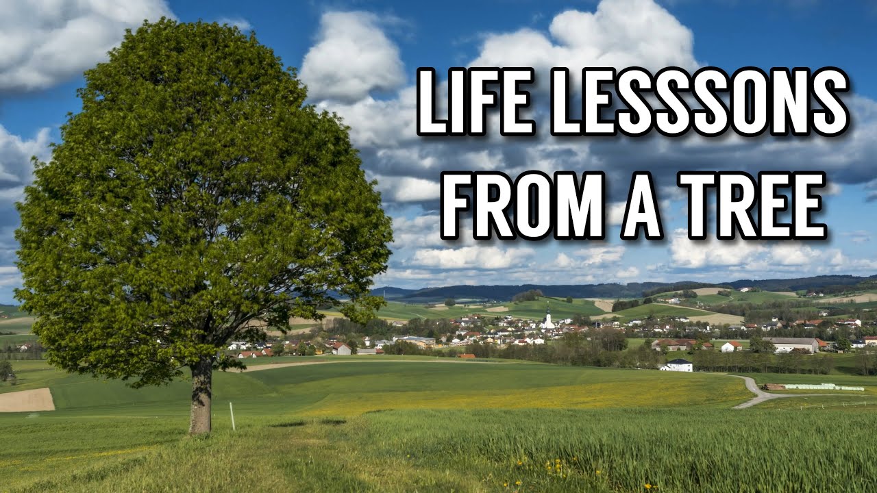 This Tree Will Change The Way You Think About Life - YouTube