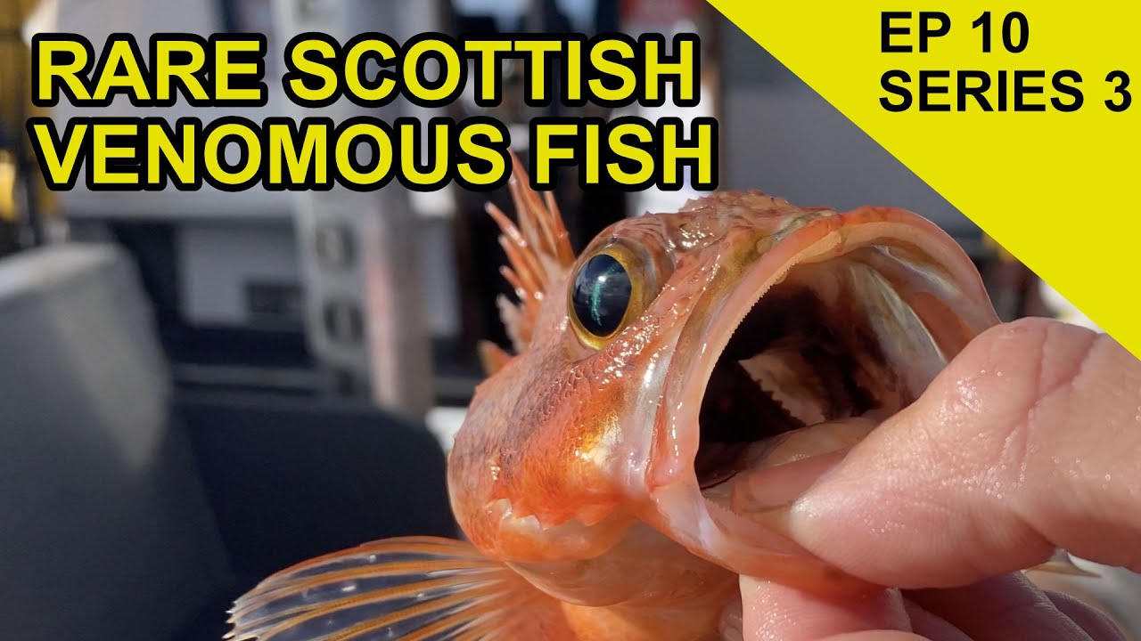 Catching Scotlands Weirdest Fish: Species Hunt (EP 50) - YouTube