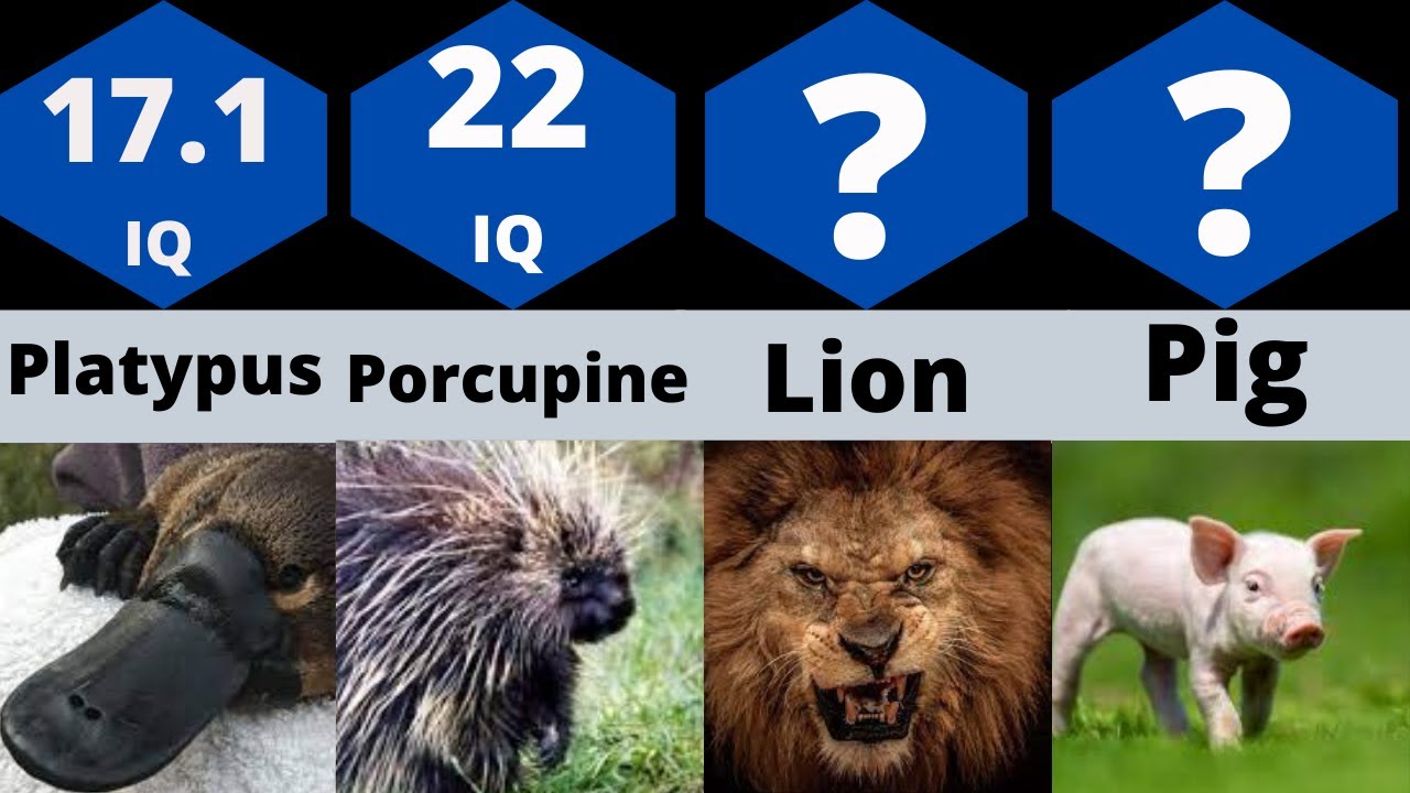 Comparison! Animal Intelligence | Data With Ranking 2022 - YouTube