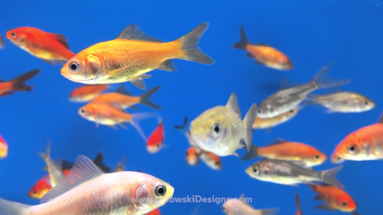 Looping Goldfish in a Blue Fish Tank - YouTube