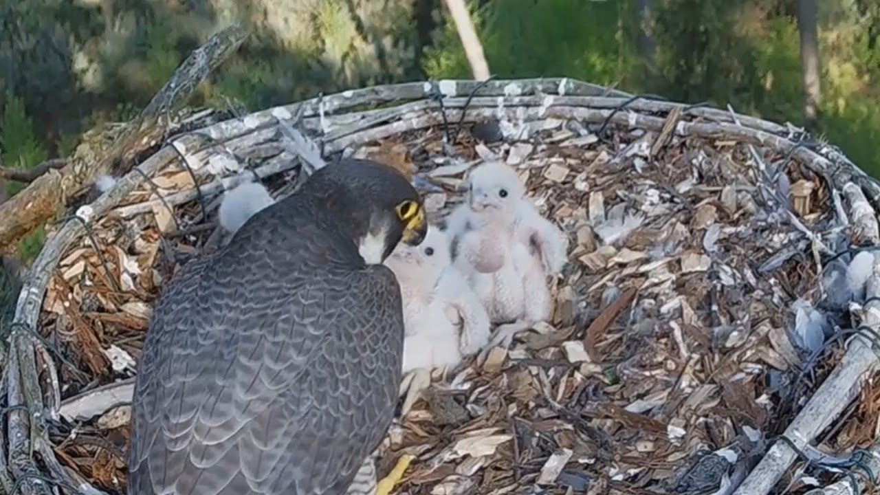 p32- Review parent bird and baby birds life in their nest, bird nest ...