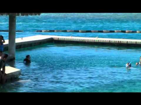 DOLPHIN CENTER MOOREA - YouTube