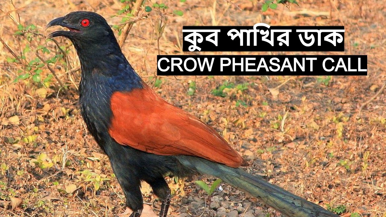 কুব পাখির ডাক | Crow Pheasant Call | Coucal Bird Sound | Kubo Pakhi Dak ...
