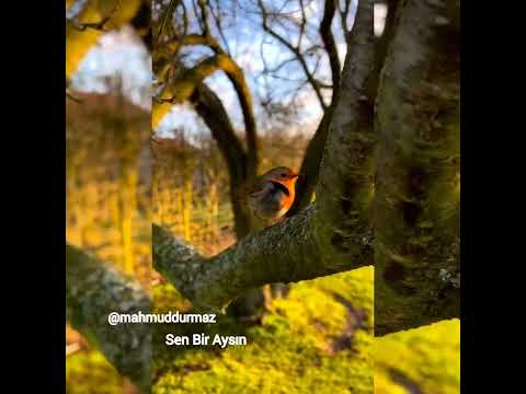 Sen Bir Aysın | mahmud durmaz