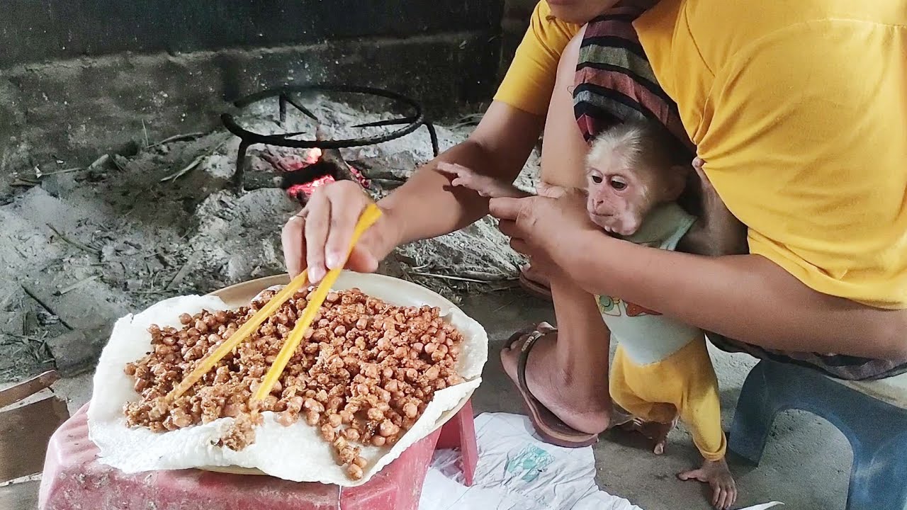 Bob monkey enjoys peanut candy made by Mom - YouTube