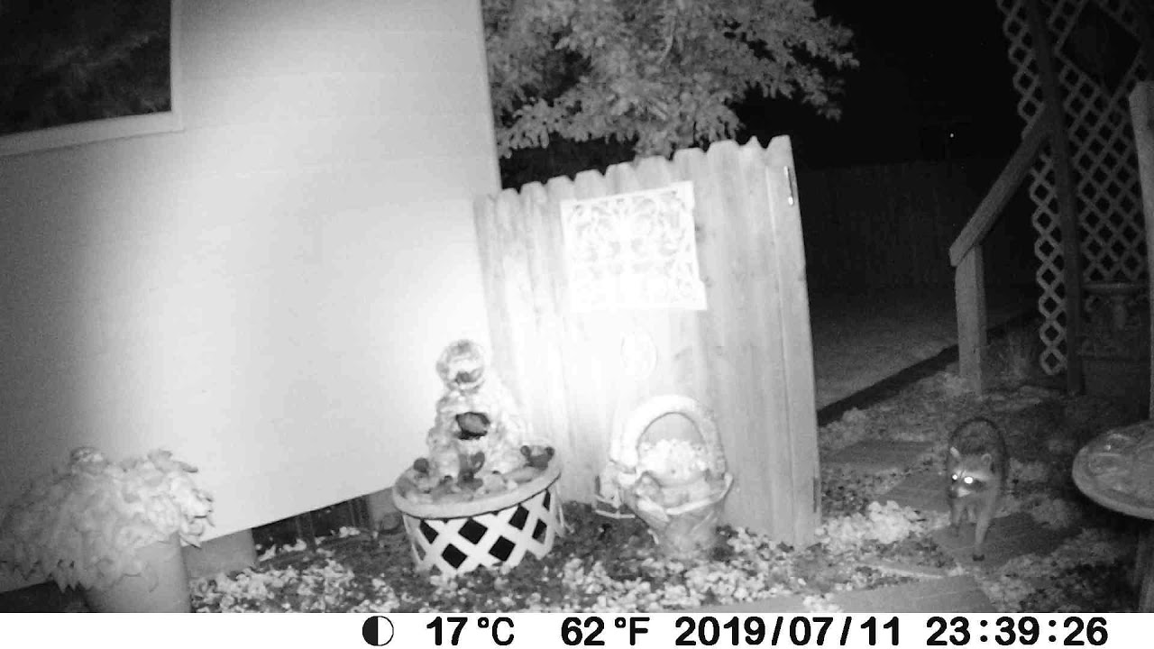 trail camera surprise visit - YouTube