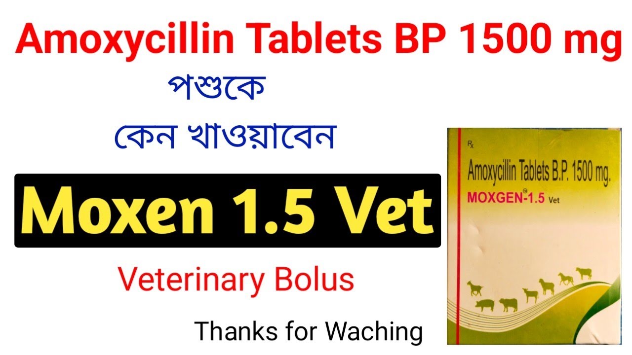 পশুকে কেন খাওয়াবেন Moxen 1.5 Vet বোলাস | Amoxycillin bolus use in ...