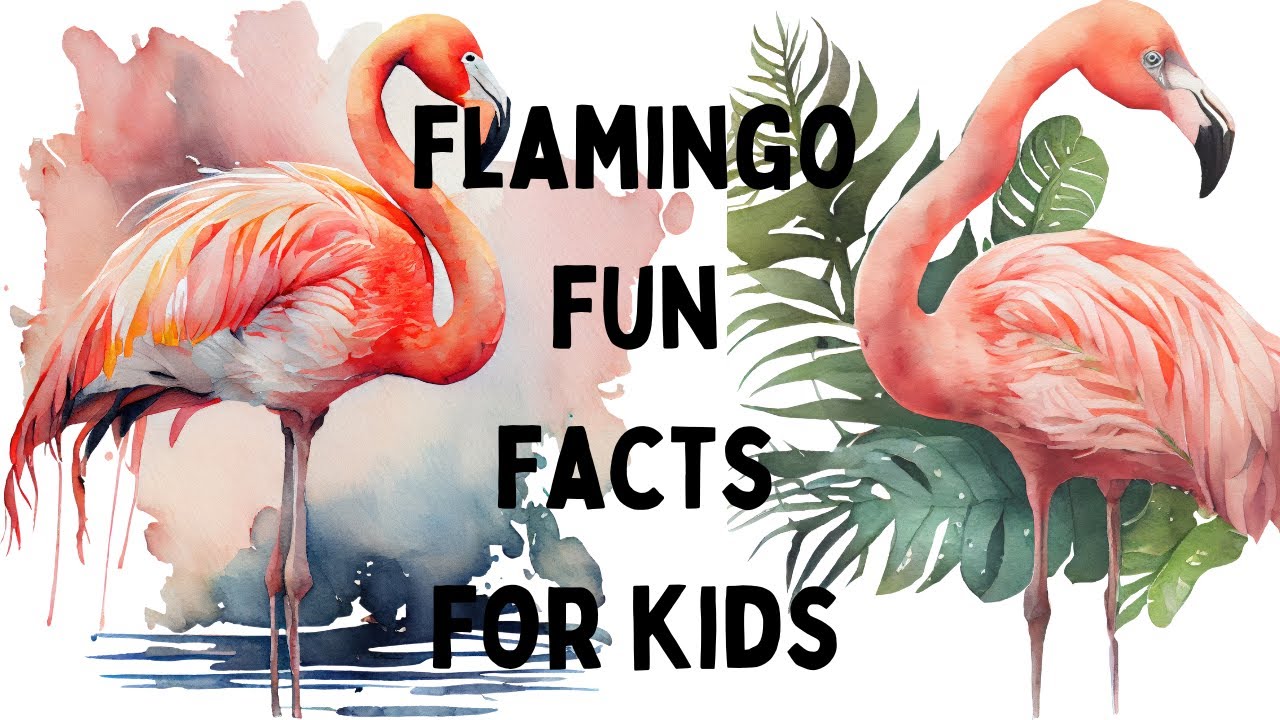 flamingos facts #flamingo fun facts for kids #basic flamingo facts # ...