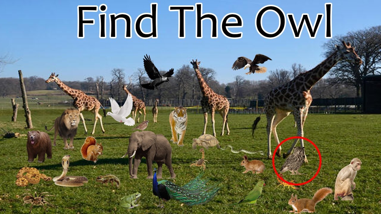 animals puzzle | find a new animals game | new challenges | new brain ...