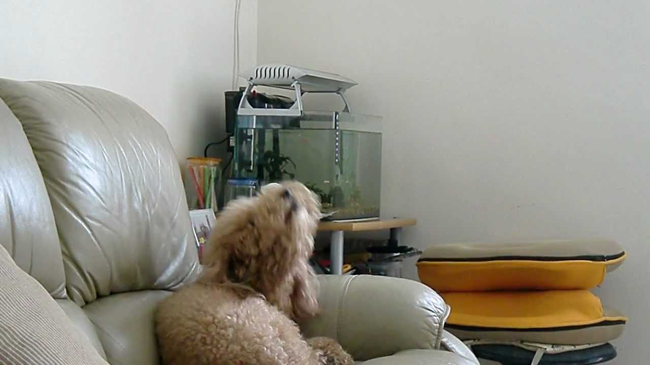 Howling Poodle - YouTube