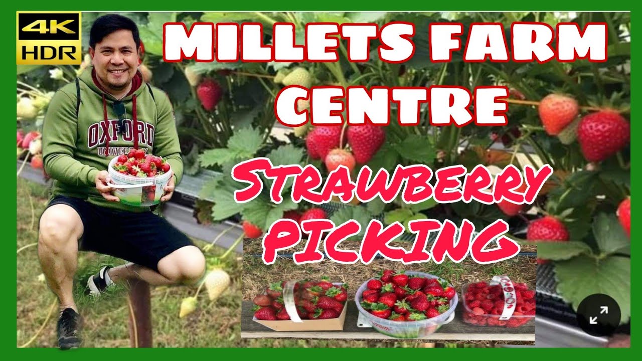 Millets FARM CENTRE / Our STRAWBERRY Picking Day Out !!! - YouTube