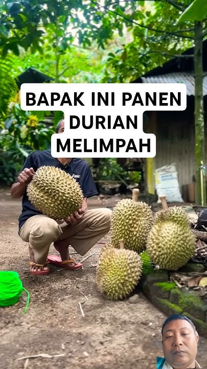PANEN DURIAN SUPER #durian #durianlover #buah #musangking #bawor #kane #oche #pertanian #shorts ...
