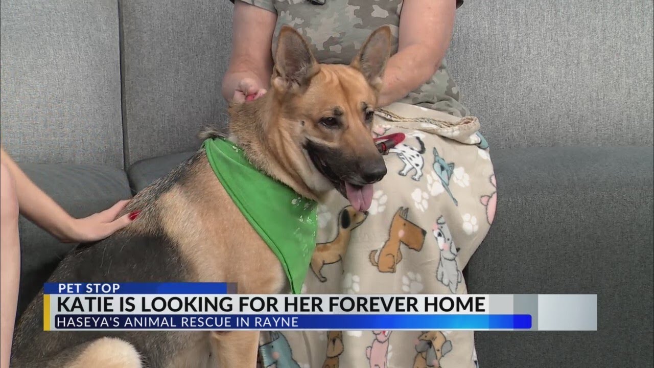 Pet Stop: Adopt Katie with Haseya's Animal Rescue - YouTube