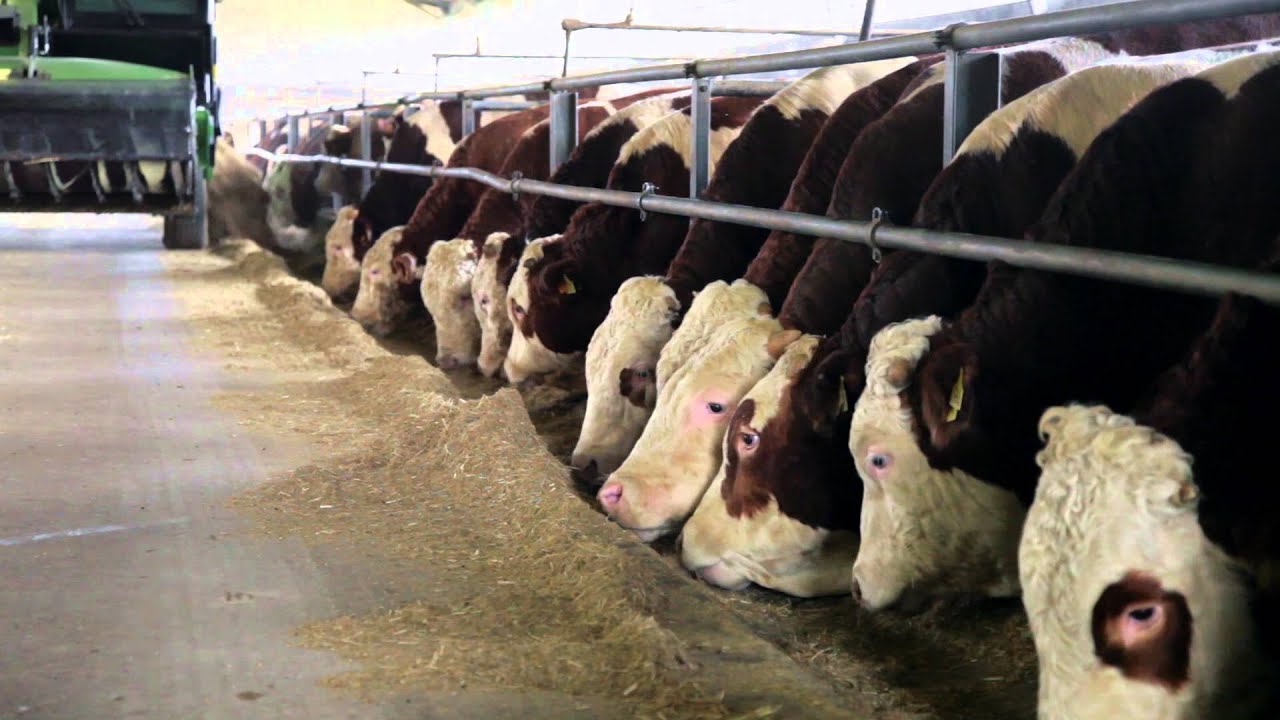 Filiera carne Pezzata Rossa Italiana FVG - YouTube