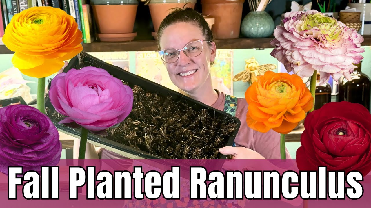 🌸 Pre-Sprouting Ranunculus For Fall Planting || Harvesting Eggplant ...