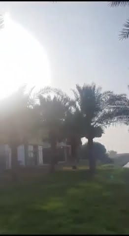 Plucking Dates From Trees in SaudiArabia🇸🇦#Maisha Malik Malik - YouTube