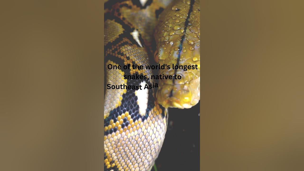 Reticulated Python: World's Longest Snake, Native to Southeast Asia ...