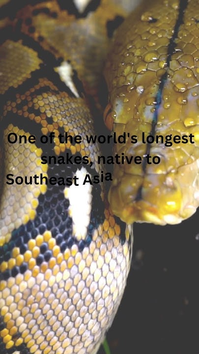 Reticulated Python: World's Longest Snake, Native to Southeast Asia ...