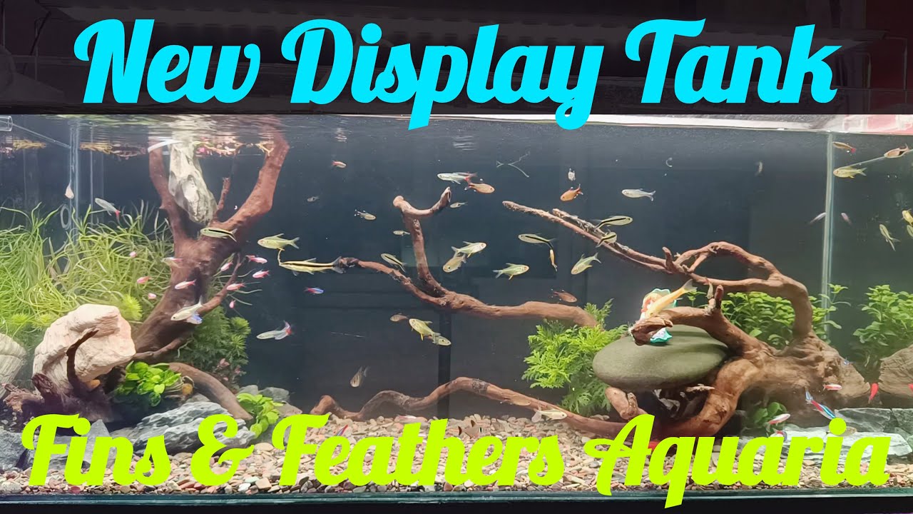 Low Tech Aquarium Setup At Fins & Feathers Aquaria | Shop Display Tank ...