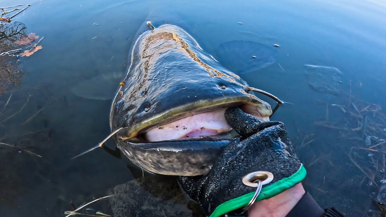 Největší sumec jakého jsem v Česku zasekl (část 1.) - YouTube