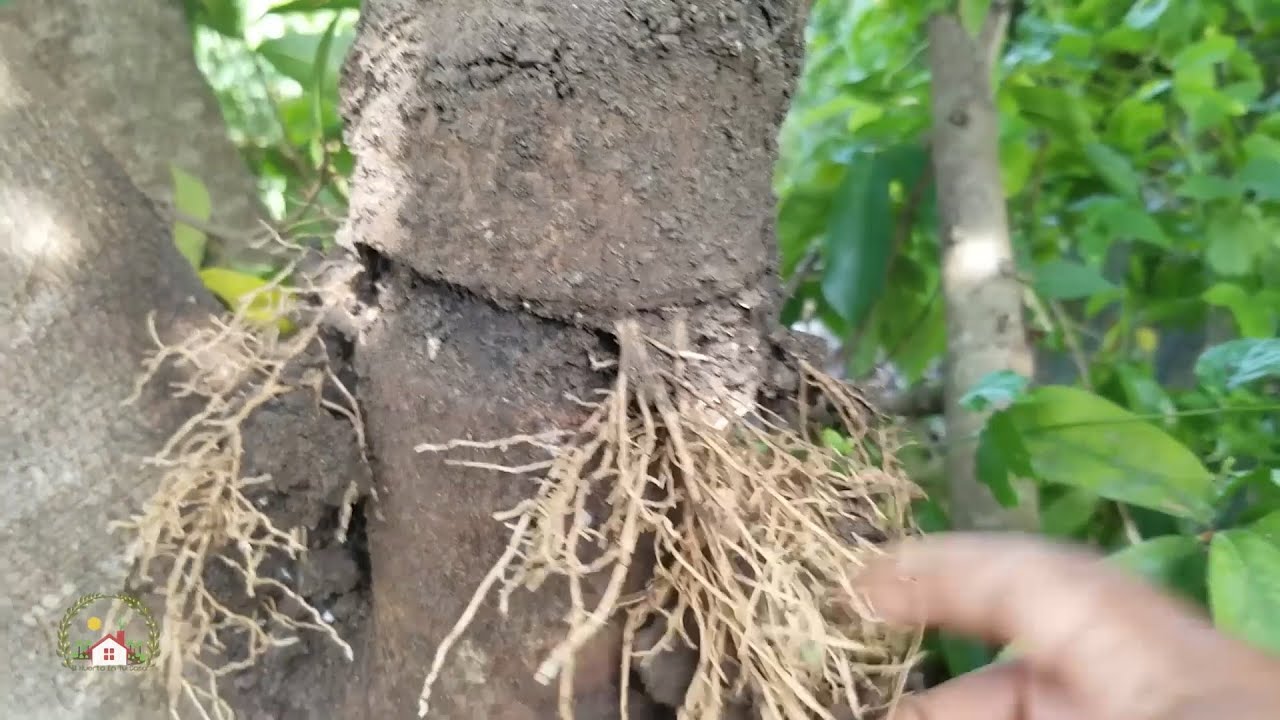 ASI DE FACIL SE LE SACA RAIZ A CUALQUIER RAMA A LOS FRTALES. ACODO DE ...