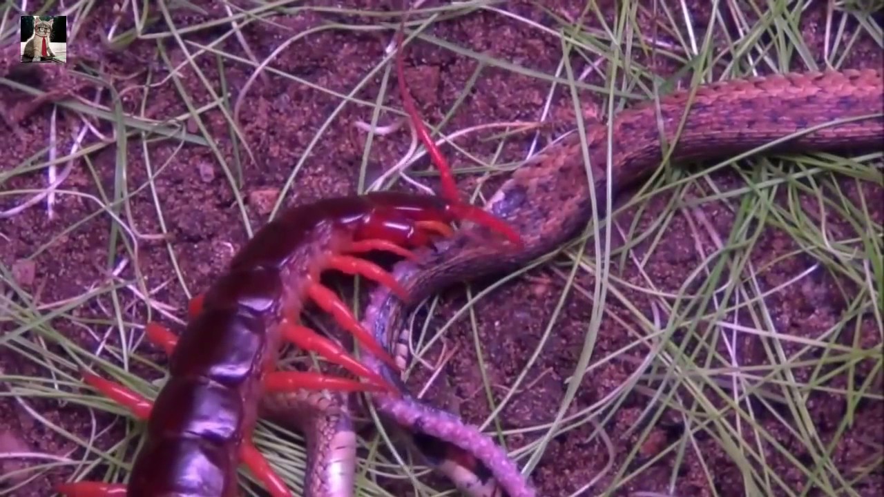 Snake VS Centipede Fighting - YouTube