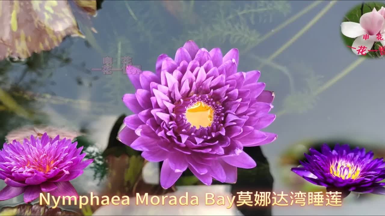 Nymphaea Morada Bay莫娜达湾睡莲 - YouTube