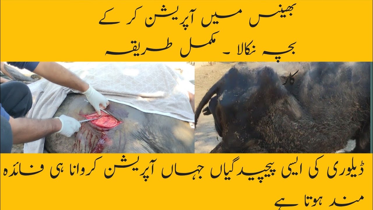 C section in buffalo | bhens ka bara operation | awareness, risk ...