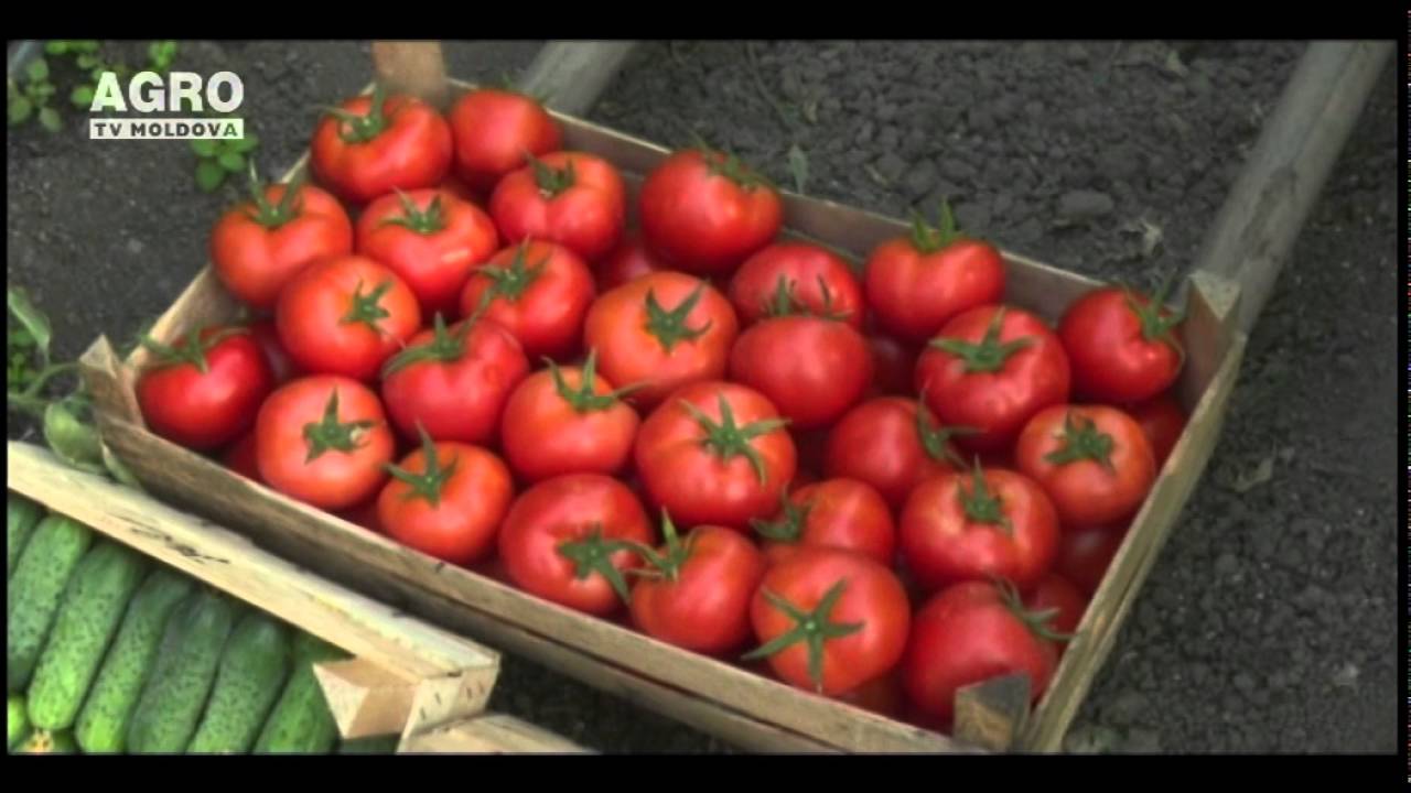 Combaterea manei tomatelor - YouTube