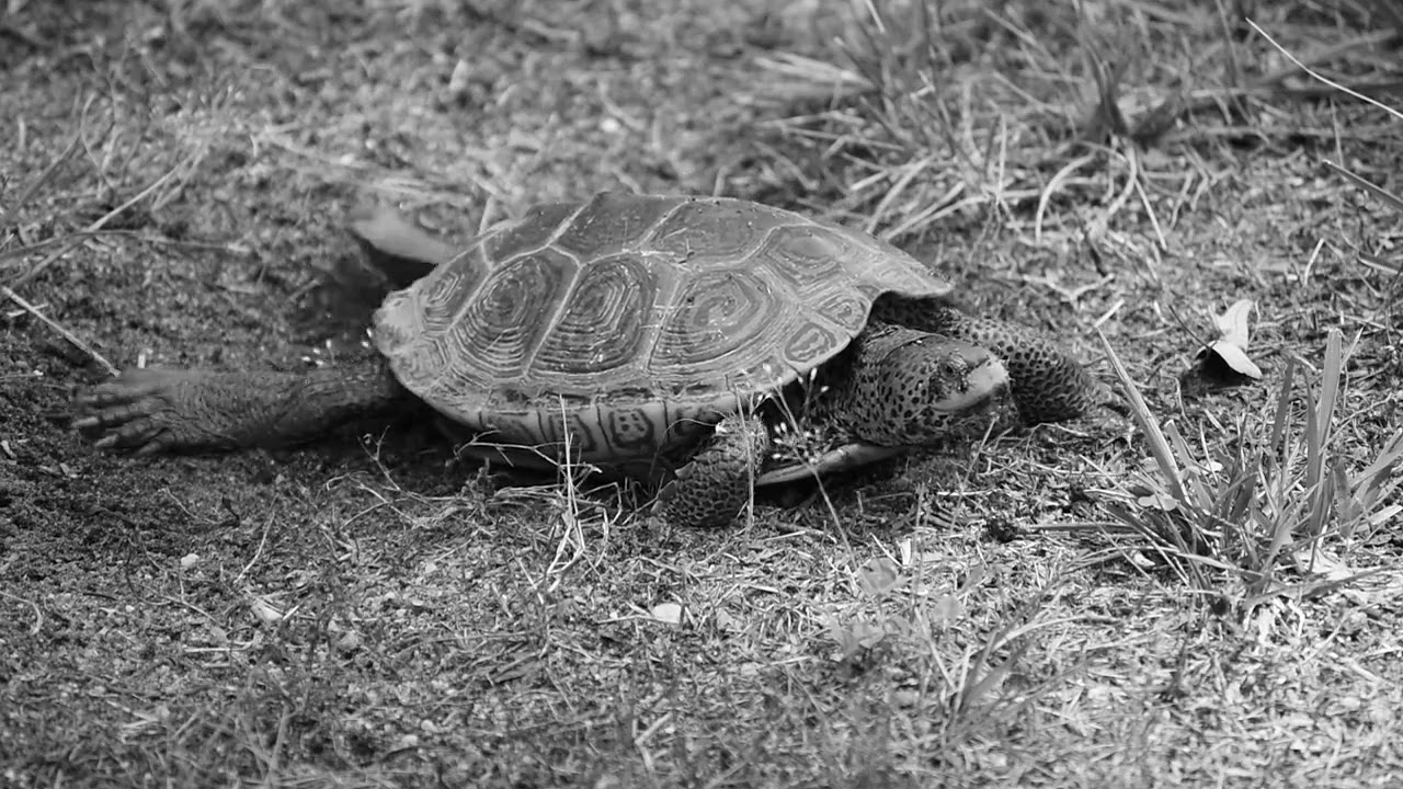 Northern Diamondback Terrapin Nesting in Atlantic County, NJ - Part 2 ...