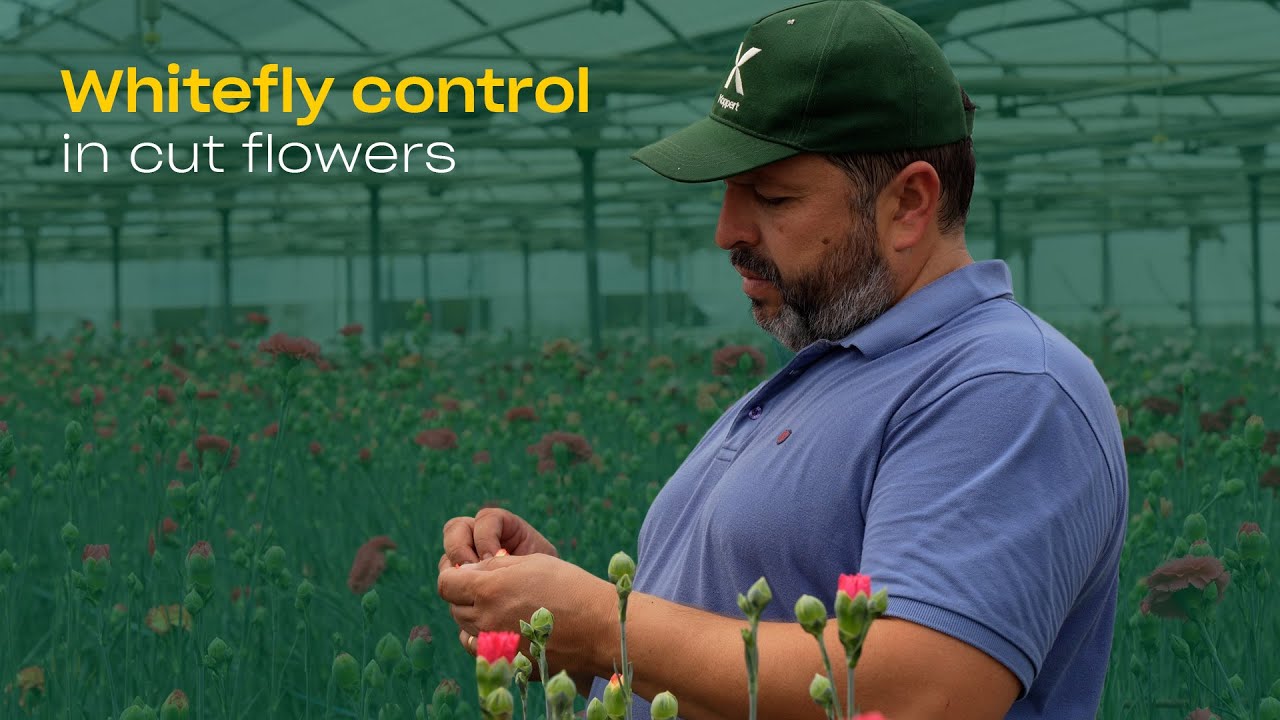 Biological Control of Whitefly with Bio-Insecticide Mycotal ...