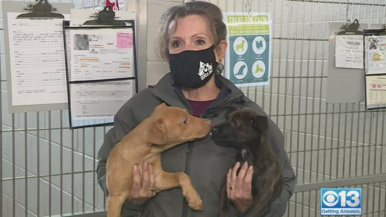 Sacramento SPCA Hosting Puppy Palooza - YouTube