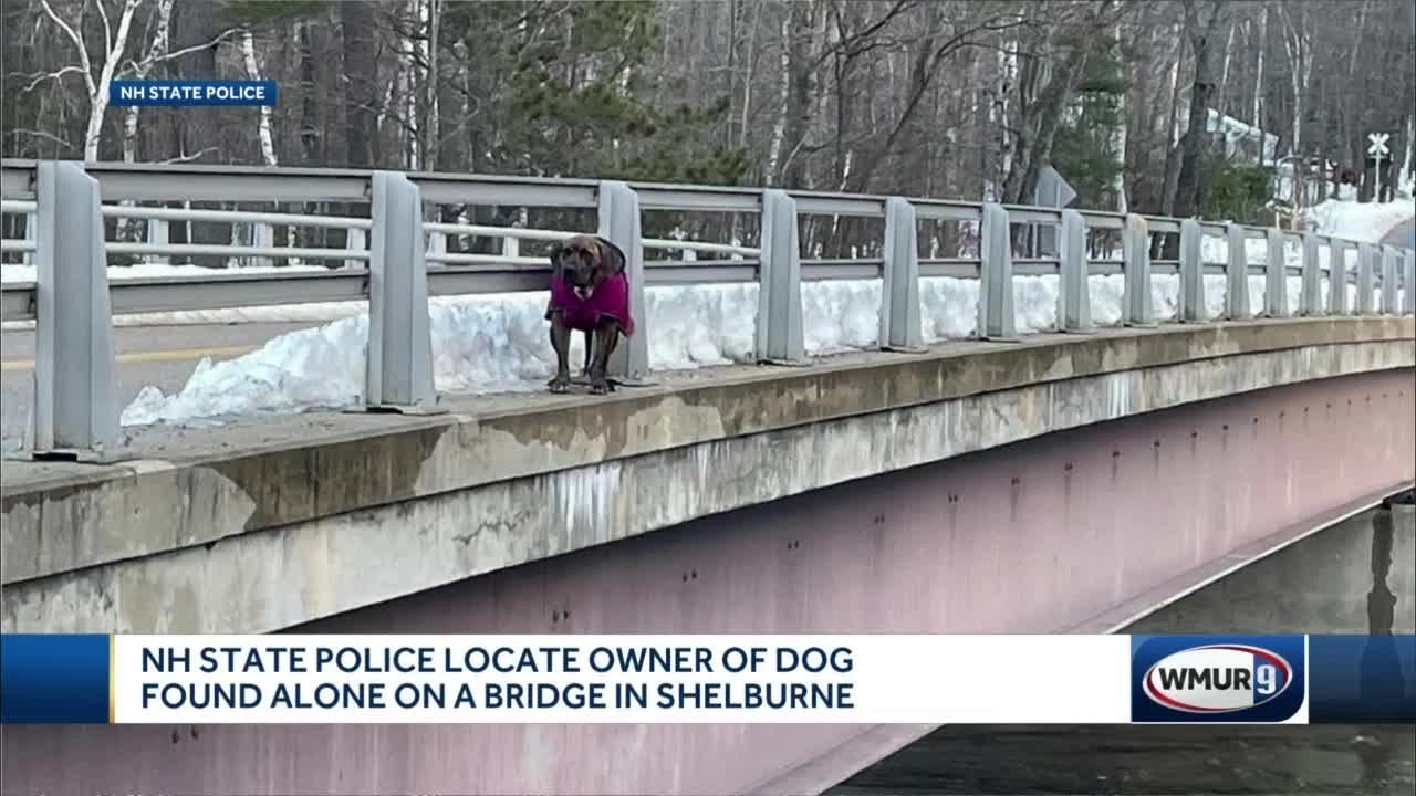 New Hampshire State Police find owner of dog found alone in Shelburne ...