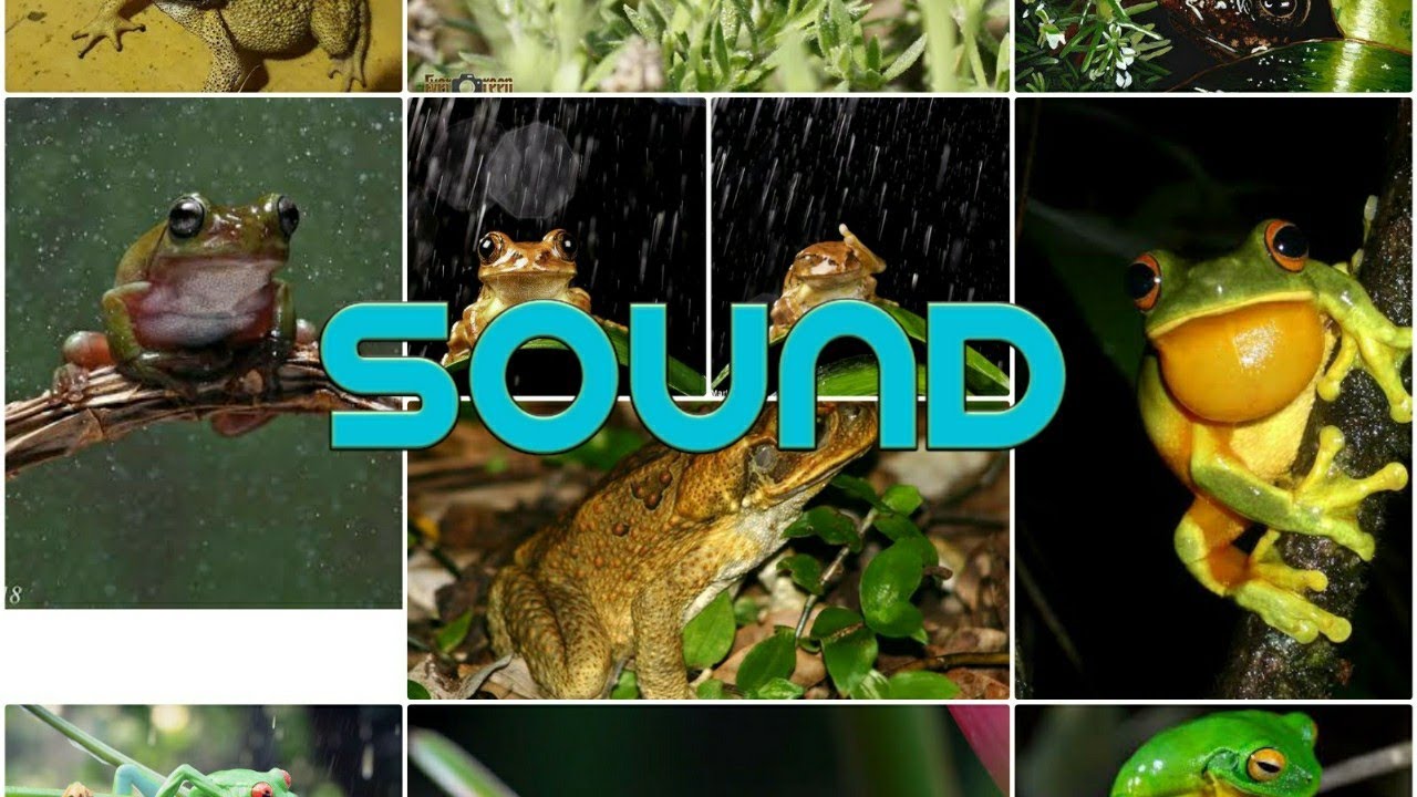 Sound of frog, Frog sound for relaxation abd sleep, nature sound with ...