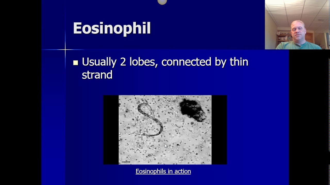 Blood unit, part 1: hematocrit & WBC types/functions - YouTube