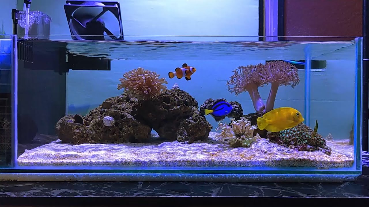 Nemo, Dory and Yellow Mimic Tang - DIY AIO Shallow Nano Reef Tank ...