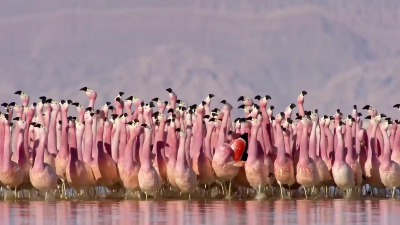 Land of Esperance - Rise of the Gryphon (Planet Earth) - YouTube