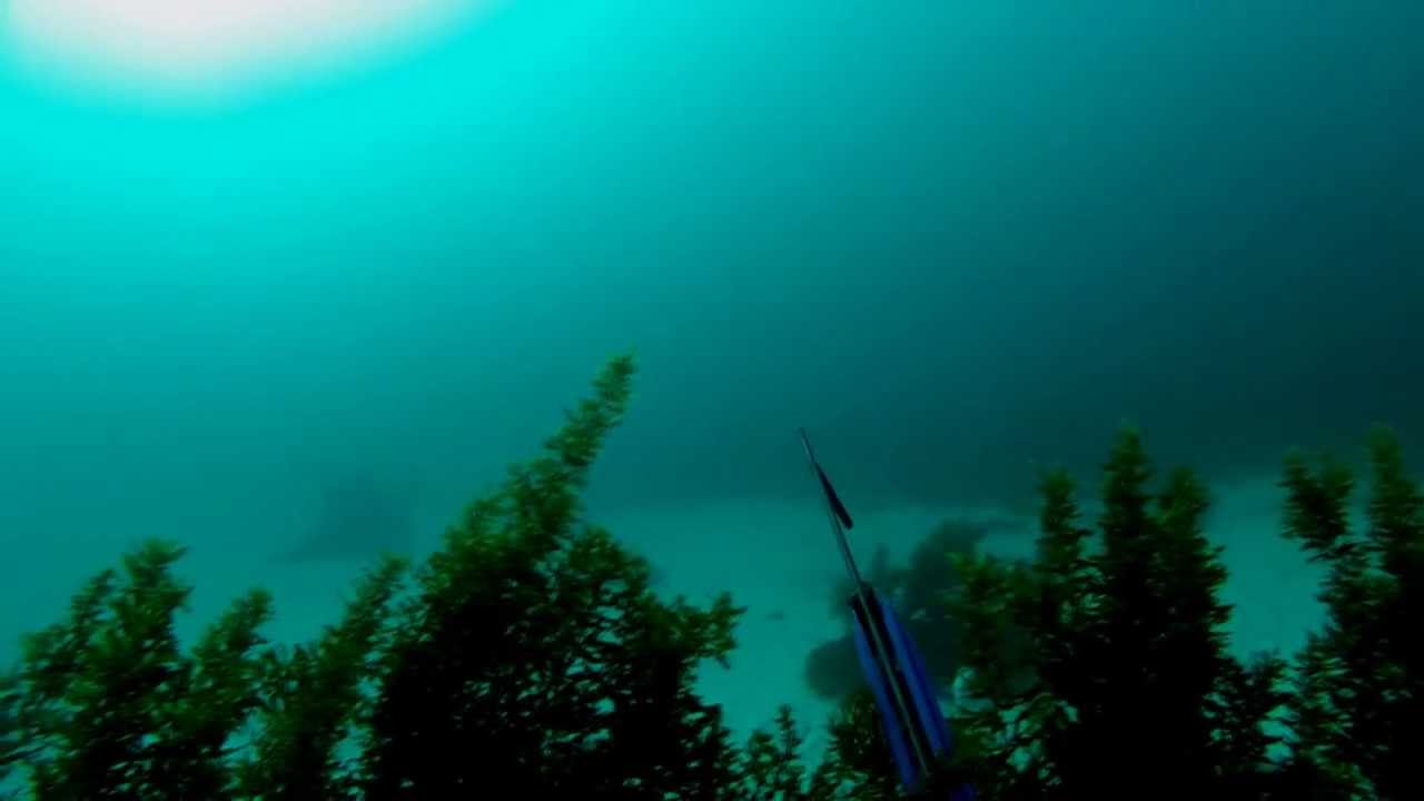 Freedive Spearfishing- a quick winter edit - YouTube