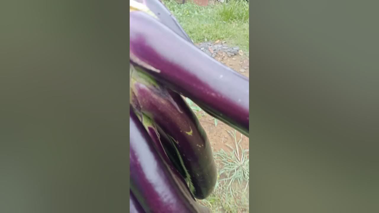 Talong sa bakuran - YouTube