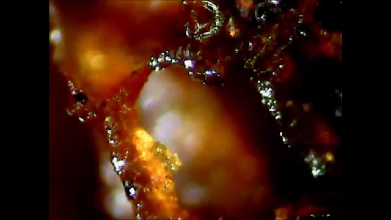 Butter Toast Under a Microscope - YouTube