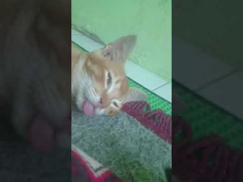 Kucing Melet!!! - YouTube